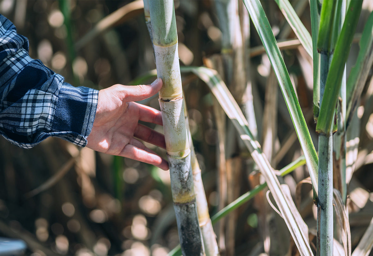 What is Sugarcane Waste Packaging - Better Packaging Co